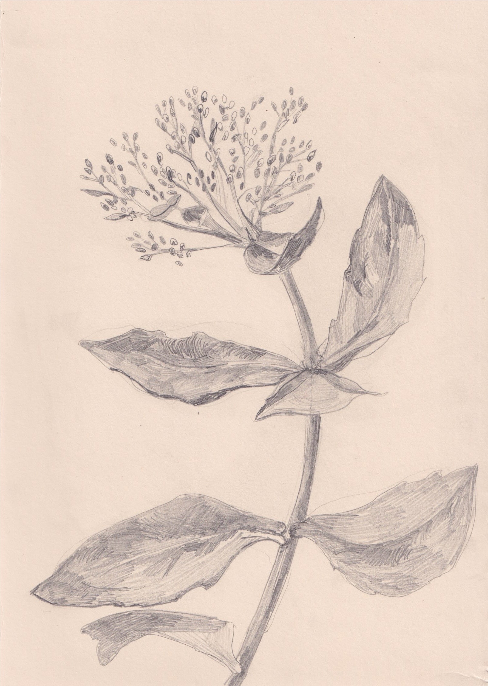 Sedum Pencil Drawing – Liza Mackintosh